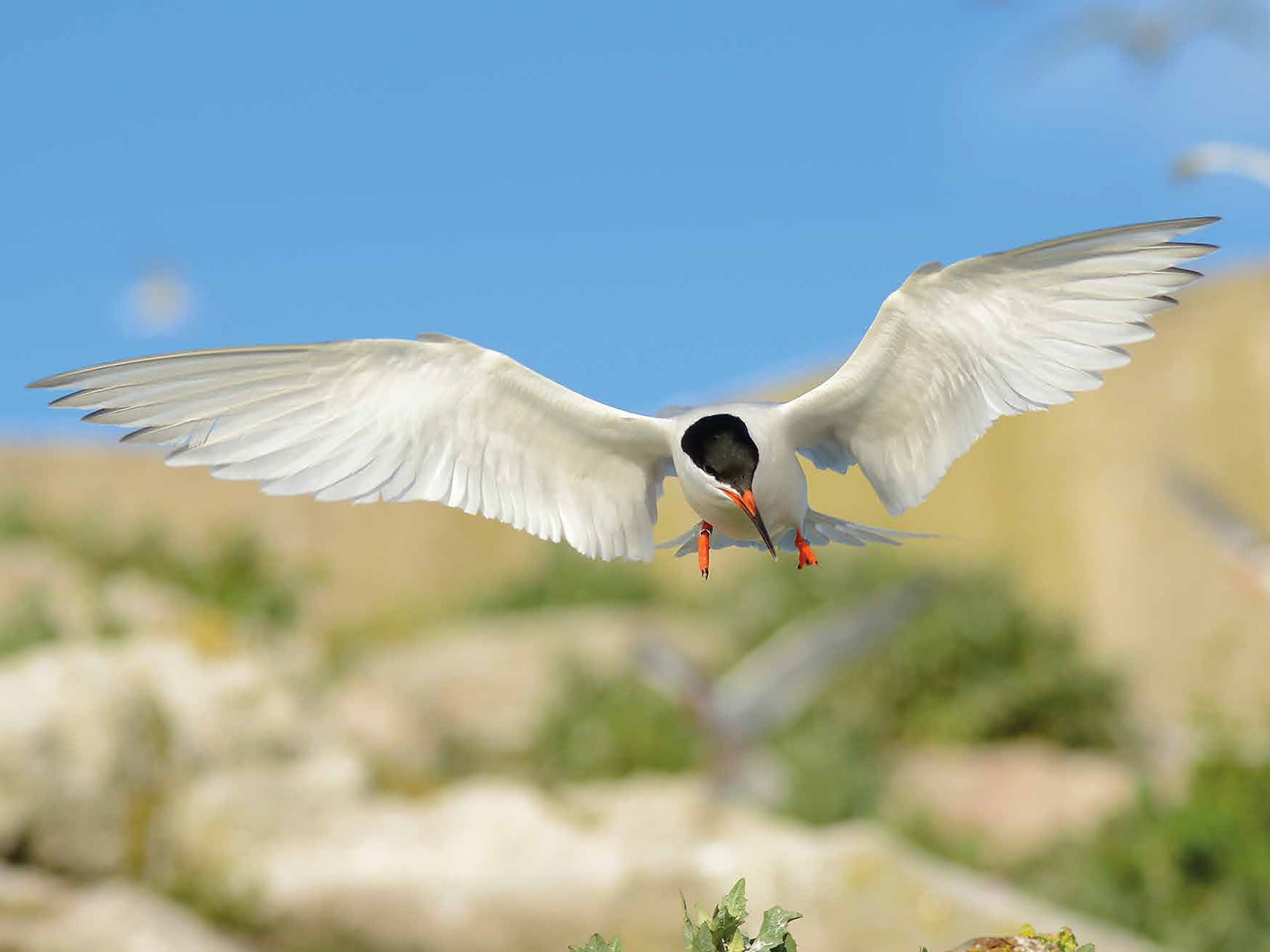 RSPB Red List - Changing the World for Birds - Cherry Tiger